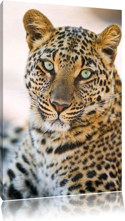 Pixxprint schöner Leopard, Größe: 120x80cm, Leinwandbild, fertig gespannt, Wandbild, Dekoration, Kunstdruck, kein Poster