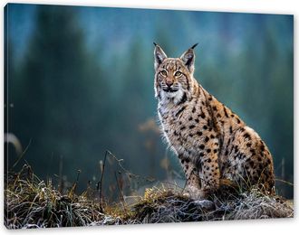 Pixxprint Europäischer Luchs auf Wiese, Größe: 100x70cm, Leinwandbild, fertig gespannt, Wandbild, Dekoration, Kunstdruck, kein Poster