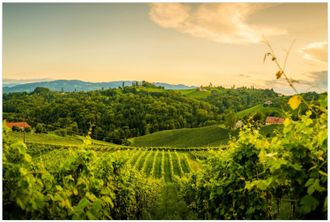 Wallario K&uuml;chenr&uuml;ckwand aus Glas 90 x 60 cm, Motiv: Abendlicht &uuml;ber Weinbergen | Spritzschutz abwischbar & pflegeleicht