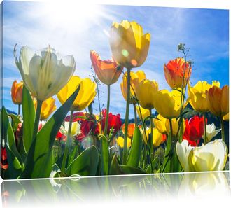 Pixxprint Blumenwiese Froschperspektive, Größe: 100x70cm, Leinwandbild, fertig gespannt, Wandbild, Dekoration, Kunstdruck, kein Poster