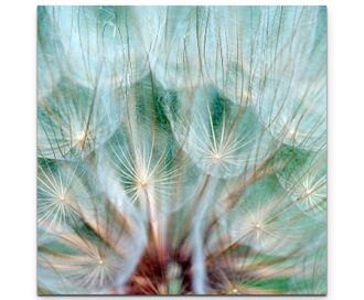 Paul Sinus Art Leinwandbilder | Bilder Leinwand 60x60cm Pusteblume - Nahaufnahme
