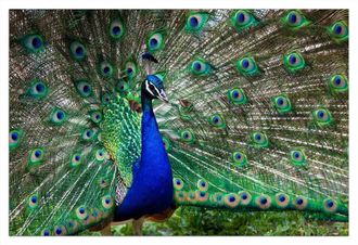 Wallario selbstklebendes Poster - Farbenpr&auml;chtiger Pfau, Aufkleber in Premiumqualit&auml;t, Klebefolie Gr&ouml;&szlig;e: 61 x 91,5 cm (Maxiposter)