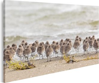 Islandburner Prime Bild auf Leinwand Dunlins Strandläufer Wasser Wattenmeer Vögel Meeresküste Nordsee Bilder Wandbilder Poster