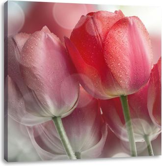 Pixxprint Wunderschöne Tulpen, Größe: 40x40 cm, Leinwandbild Quadratisch, Wandbild, Kunstdruck, fertig bespannt