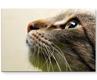 Paul Sinus Art Leinwandbilder | Bilder Leinwand 120x80cm Portrait einer Hauskatze - Seitenansicht