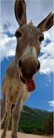 Wallario Glasbild Frecher Esel - 50 x 125 cm Wandbilder Glas in Premium-Qualit&auml;t: Brillante Farben, freischwebende Optik