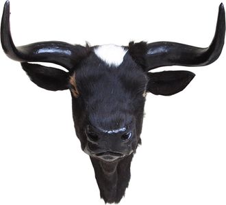 Generic Stierkopf Wanddeko Bionischer Stierkopf aus Echtem Leder Zur Wandmontage Hohlschale aus Kunststoff Robust und Unzerbrechlich Tierkopf Wanddekoration f