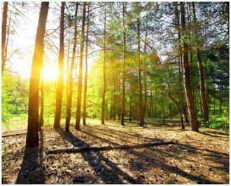 Wallario Poster - Sonnenstrahlen tief hinter dem Wald in Premiumqualität, Größe: 40 x 50 cm