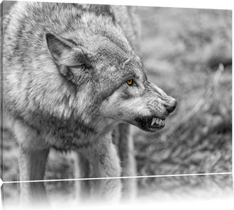 Pixxprint knurrender Wolf B&W, Gr&ouml;&szlig;e: 120x80cm, Leinwandbild, fertig gespannt, Wandbild, Dekoration, Kunstdruck, kein Poster