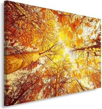 Feeby Frames Feeby, Leinwandbild, Bilder, Wand Bild, Wandbilder, Kunstdruck 50x70cm, Ansicht VON UNTEN DEN HERBSTLICHEN Wald, BÄUME, BLÄTTER, ORANGE