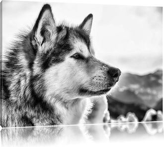 Pixxprint Süßer Husky im Schnee, Größe: 80x60cm, Leinwandbild, fertig gespannt, Wandbild, Dekoration, Kunstdruck, kein Poster