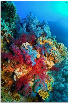 Wallario Outdoor-Poster f&uuml;r Garten oder Balkon Farbenfrohes Korallenriff, Motivbanner Gr&ouml;&szlig;e: ca. 60 x 90 cm, Outdoor-Bild