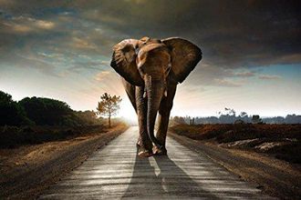 Scenolia AFFRONTEMENT Deko Tafel mit dekorativen Bildern, 70 x 50 cm, mit HD-Qualit&auml;t