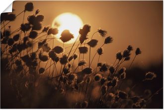 Artland Wanddeko Poster & Kunstdrucke Wandposter 120x80 cm aesthetic room decor Sonnenuntergang Wollgras Pflanzen U5QQ