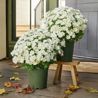 Generic Funsdecor Künstliche Sonnenuntergangsmütter für den Innen- und Außenbereich, Garten, Heimdekoration, künstliche Pflanzen, Grünpflanzen, Buchsbaum, Ver