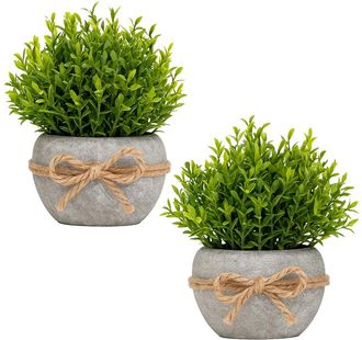 Nala Tolle Bohnensprossen im 2er Set (Gr&uuml;n, Basic, 2 St&uuml;ck)