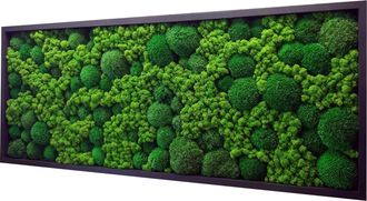 Generic Hello Moss Moosbild - Moos Deko Für Ihr Haus - Bilderrahmen mit Kissenmoos und Cladonia - moderne Mooswand Lebend - Einzigartige Wanddeko - verschiede