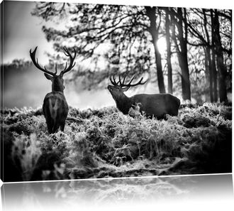 Pixxprint Hirsch Rivalen kämpfen, Größe: 100x70cm, Leinwandbild, fertig gespannt, Wandbild, Dekoration, Kunstdruck, kein Poster
