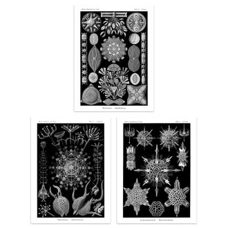 Artery8 Set of 3 Diatom Microalgae Black and White Haeckel Vintage Illustrations Aquatic Marine Fish Study Unframed Wall Art Living Room Poster Prints Pack