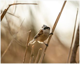 Wallario Poster - Vogel im Schilf in Premiumqualit&auml;t, Gr&ouml;&szlig;e: 40 x 50 cm