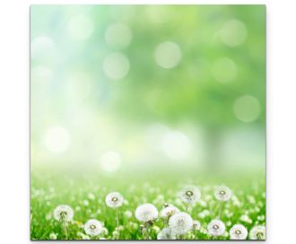 Paul Sinus Art Leinwandbilder | Bilder Leinwand 60x60cm Fr&uuml;hlingswiese mit Pusteblumen