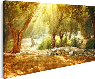 Islandburner Bild auf Leinwand Mediterraner Olivengarten Mit Altem Olivenbaum Bilder Wandbilder Poster