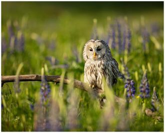 Wallario Poster - Kauz im Bl&uuml;tenmeer in Premiumqualit&auml;t, Gr&ouml;&szlig;e: 40 x 50 cm