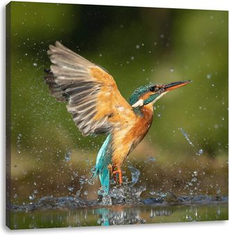 Pixxprint Eisvogel auf der Jagd nach Fischen, Größe: 60x60 cm, Leinwandbild Quadratisch, Wandbild, Kunstdruck, fertig bespannt