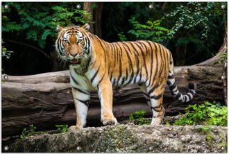 Wallario Outdoor-Poster f&uuml;r Garten oder Balkon Blick des Tigers, Motivbanner Gr&ouml;&szlig;e: ca. 100 x 150 cm, Outdoor-Bild