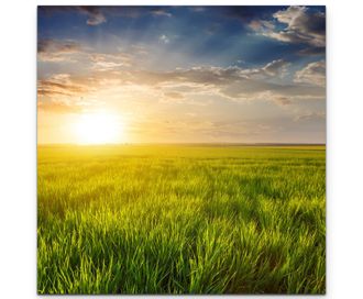 Paul Sinus Art Leinwandbilder | Bilder Leinwand 60x60cm gr&uuml;ne Felder in der Sonne