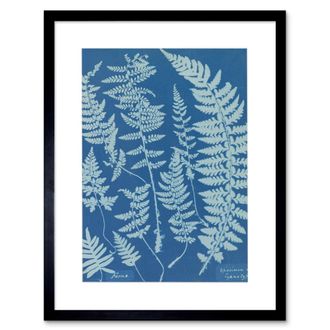 Wee Blue Coo Anna Atkins Farne Cyanotypie Gerahmter Kunstdruck 30x40 cm