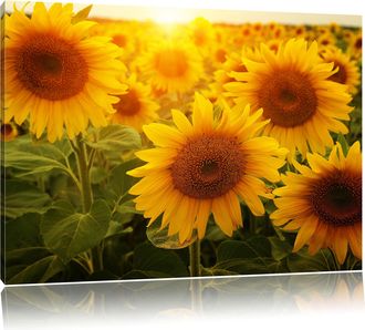 Pixxprint Sonnenblumen auf dem Feld, Größe: 120x80cm, Leinwandbild, fertig gespannt, Wandbild, Dekoration, Kunstdruck, kein Poster