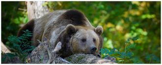 Wallario Glasbild B&auml;r im Wald - 50 x 125 cm Wandbilder Glas in Premium-Qualit&auml;t: Brillante Farben, freischwebende Optik