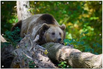 Wallario Outdoor-Poster f&uuml;r Garten oder Balkon B&auml;r im Wald, Motivbanner Gr&ouml;&szlig;e: ca. 100 x 150 cm, Outdoor-Bild