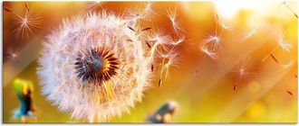 Pixxprint Glasbild Panorama, Wandbild aus Echtglas, Nahaufnahme Pusteblume Sonnenuntergang, 120x50 cm, inkl. Aufh&auml;ngung und Abstandshalter