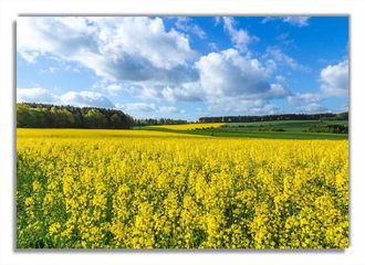 Wallario selbstklebendes Poster - Bl&uuml;hendes Rapsfeld, Aufkleber in Premiumqualit&auml;t, Klebefolie Gr&ouml;&szlig;e: 70 x 100 cm (Riesenposter)