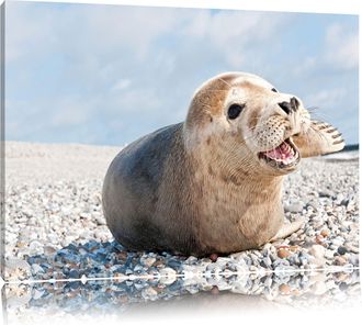 Pixxprint Süße Robbe auf Steinstrand, Größe: 80x60cm, Leinwandbild, fertig gespannt, Wandbild, Dekoration, Kunstdruck, kein Poster