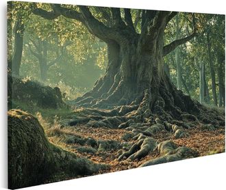 Islandburner Bild auf Leinwand Alter Baum mit verwurzeltem Boden in Sonnenlicht f&uuml;r Wohnzimmer Naturfreunde B&uuml;ro Bilder Wandbilder Poster