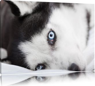 Pixxprint Husky mit Eisblauen Augen im Bett, Größe: 100x70cm, Leinwandbild, fertig gespannt, Wandbild, Dekoration, Kunstdruck, kein Poster
