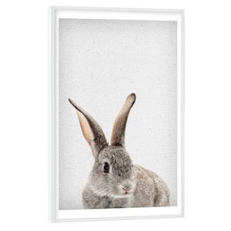 artboxONE Poster mit weißem Rahmen 75x50 cm Natur Rabbit 34 - Bild Hase Poster Hase Dekoration Hase Portrait