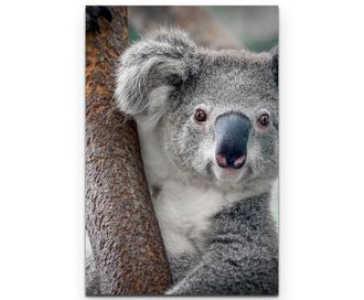Paul Sinus Art Leinwandbilder | Bilder Leinwand 90x60cm Koala B&auml;r