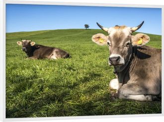 artboxONE Poster mit weißem Rahmen 18x13 cm Natur Kühe im Allgäu - Bild allgäuer braunvieh allgäuer braunvieh Grass