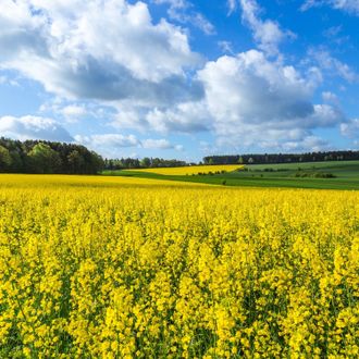 Wallario Glasplatte, Schutzplatte 55 x 55 cm - geeignet f&uuml;r IKEA Lack Tisch, f&uuml;r Beistelltisch/Couchtisch, Bl&uuml;hendes Rapsfeld