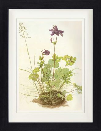 1art1 Albrecht Dürer Poster Akelei, 1520 Gerahmtes Bild Mit Edlem Passepartout | Wand-Bilder | Im Bilderrahmen 40x30 cm