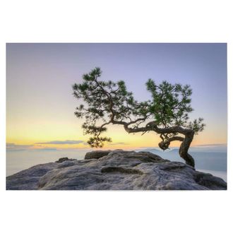 artboxONE Poster 90x60 cm Natur Kiefer auf dem Lilienstein - Bild sächsische Schweiz elbsandsteingebirge felsen