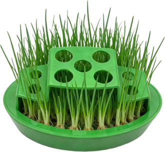 Generic Fr&uuml;hlingszwiebel-Z&uuml;chtbeh&auml;lter - Hydroponik Pflanzgef&auml;&szlig;, Innenpflanzer, Platzsparender K&uuml;chenpflanzer, Transparente Konstruktion Mit Fester Basisst&uuml;tz