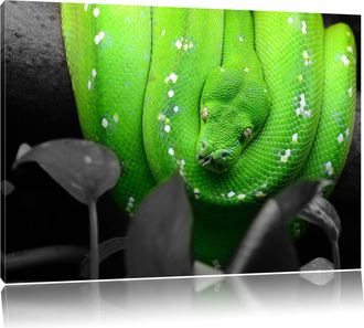 Pixxprint Giftige Grüne Schlange B&W, Größe: 60x40cm, Leinwandbild, fertig gespannt, Wandbild, Dekoration, Kunstdruck, kein Poster