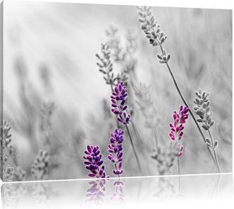 Pixxprint schöner Lavendel B&W, Größe: 80x60cm, Leinwandbild, fertig gespannt, Wandbild, Dekoration, Kunstdruck, kein Poster