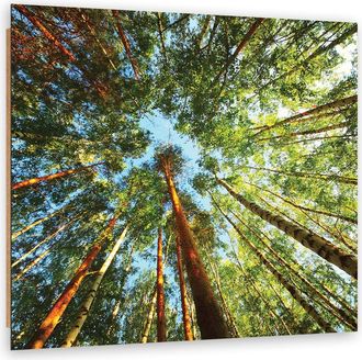 Feeby Wandbild Wipfel der Bäume Wald Himmel 50x50 cm Modern Deko Kunst Bilder Natur Sonnentag Grün