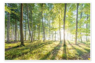 Posterlounge Wald bei Sonnenaufgang Poster von Hannes Cmarits 60 x 40 cm Grün Wandbilder Wanddeko